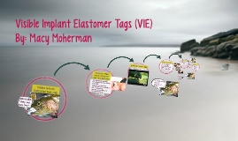 Visible Implant Elastomer Tags (VIE) by Macy Moherman on Prezi