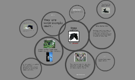 Crows Adaptations by Christina Bickley on Prezi
