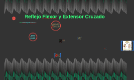 Reflejo Flexor y Extensor Cruzado by daniel zapata on Prezi