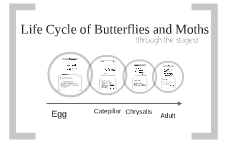 Life Cycle of Butterflies and Moths by Rondell Bullen on Prezi
