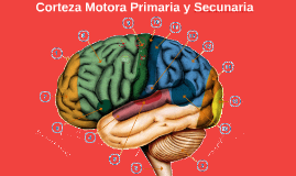 Corteza Motora Primaria y Secunaria by Carol Rios on Prezi
