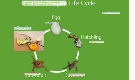 Lizard Life Cycle