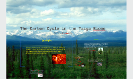 The Nitrogen Cycle in the Taiga Biome by Anna Zmistowski on Prezi