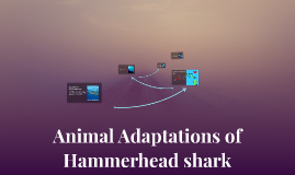 Animal Adaptations of Hammerhead shark by Wilson Jr. Merchan on Prezi