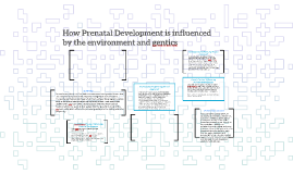 Prenatal Development Influences by Environmental and Genetic Factors by ...