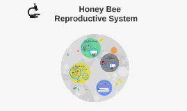 Honey Bee Reproductive System by McKenna Nixon on Prezi