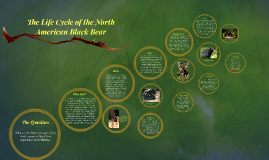 The Life Cycle of the North American Black Bear by megan metcalf on Prezi
