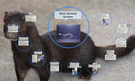 Mink Skeletal System by Ryan Goggles Long on Prezi