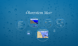 Ökosystem Meer by Martha J. on Prezi