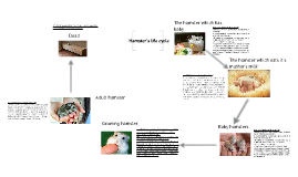 Hamster's life cycle by Justin Kim on Prezi
