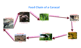 Food Chain of a Caracal by lance entsuah on Prezi