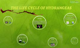 annabel truong on Prezi