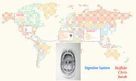 Digestive System by Buffalo Howard on Prezi