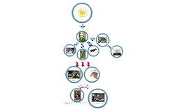 Alps Food Web by Olivia P on Prezi