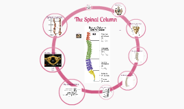 Functional Short Leg vs. Anisomelia by Mitzi Schwartzbauer on Prezi