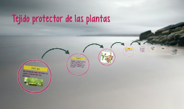 Tejido protector de las plantas by Tatiana Pidal on Prezi