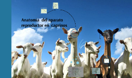 Anatomía del aparato reproductor en caprinos by stefany vega on Prezi