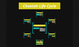 life cycle of a cheetah by Katie Wylie on Prezi