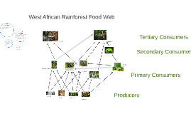 Gray Wolf's Evolutionary History: Cladogram by Hannah W on Prezi