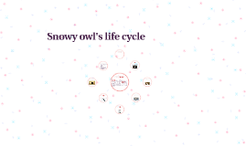 Snow owl's life cycle by Miranda Smith on Prezi