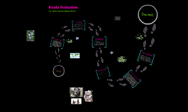 The Evolution of a Koala by Ade B on Prezi