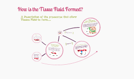 How the tissue fluid is formed by Megan A on Prezi