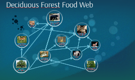 Chaparral Food Web by Tiffany Nguyen on Prezi