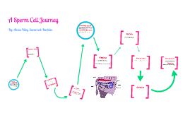 Male Cow Reproduction System by Alesia Riley on Prezi
