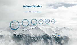 Beluga Whale Food Chain by Christina Walker on Prezi