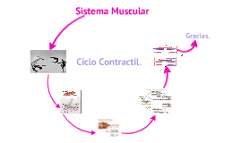 Adicional ciclo contractil by Diana Arciniegas on Prezi