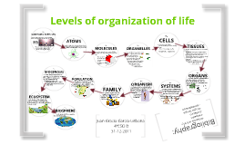 Levels of organisation of life by Juan Gracia on Prezi