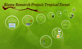 Biome Research Project: Tropical Forest by Agnes Kumi on Prezi