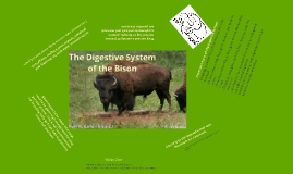 Digestive System of the Bison by Marian Foster on Prezi