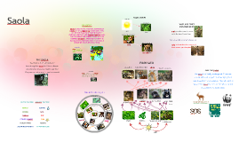 Saola by phuong nguyen on Prezi