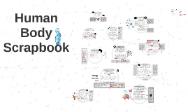 Human Body Scrapbook by Alex Lee on Prezi
