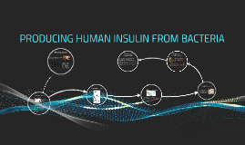 PRODUCING HUMAN INSULIN FROM BACTERIA by Molly Jameson on Prezi