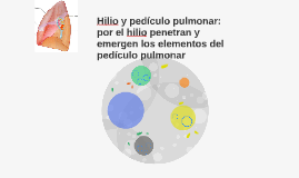 hilio y pedículo pulmonar by ana clara korap on Prezi