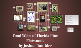 Food Webs of Florida Pine Flatwoods by Joshua Routhier on Prezi