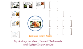 Golden Lion Tamarin Life Cycle