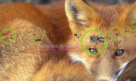 Išnykę Lietuvos gyvūnai by Undinė Tumavičiūtė on Prezi