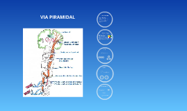 Via Piramidal by Manuel Alvarez on Prezi