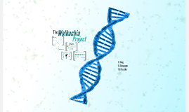 The Wolbachia Project by JEFFREY KING on Prezi