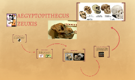 AEGYPTOPITHECUS ZEUXIS by maritza cifuentes granada on Prezi