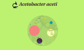 Acetobacter aceti by Daniela Gómez on Prezi