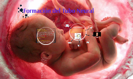 Formación del Tubo Neural by Mario Poveda on Prezi