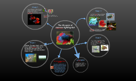 The life cycle of siamese fighting fish by maria gutierrez on Prezi