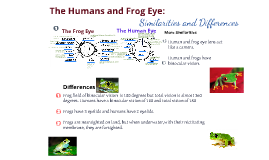 Human and Frog Similarities and Differences by Truc Ly on Prezi