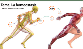 Homeostasis by maria avendaño on Prezi