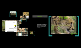 Evolution of Cheetah by shenalka rodrigo on Prezi