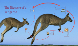The lifecycle of a kangaroo by Olivia Liepins on Prezi